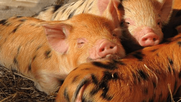 KuneKune Registry - International KuneKune Pig Society - IKKPS